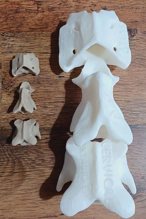 Cervical Vertebrae C! -C7 | Equine Bodyworks