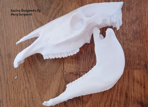 Large Equine Skull And Mandible | Equine Bodyworks