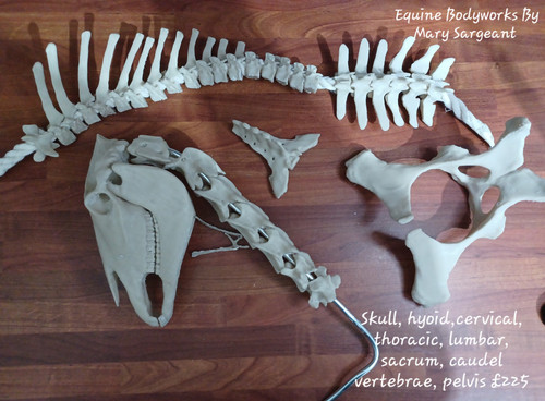 Equine Head ,Hyoid, Cervical, Thoracic,Lumbar,Sacral and Caudal ...