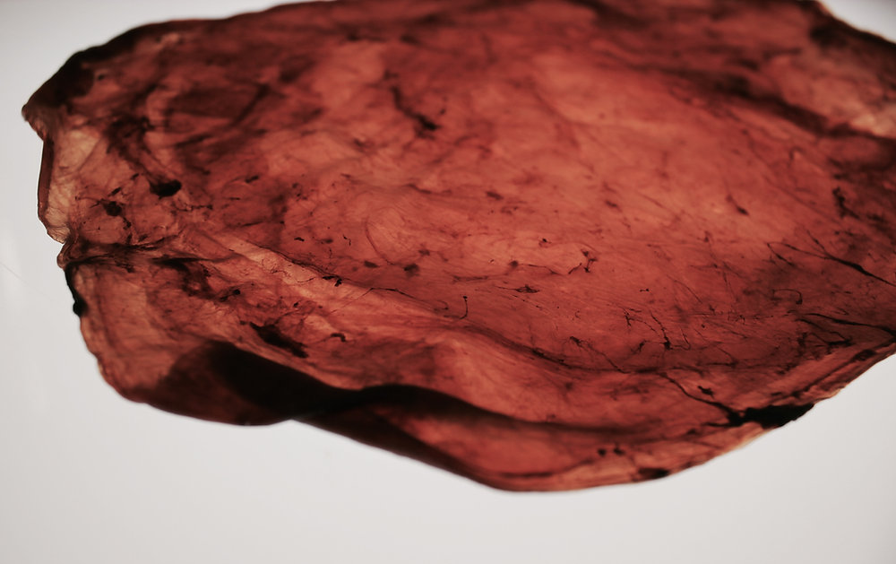 Kombucha Slime Mould