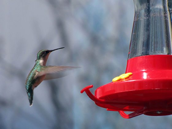 Saying Goodbye to the Summer of the Hummingbirds