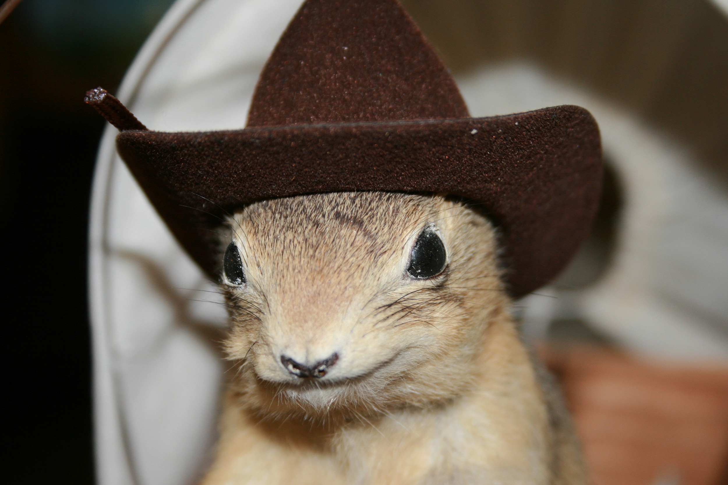 World Famous Gopher Hole Museum | Torrington, Alberta