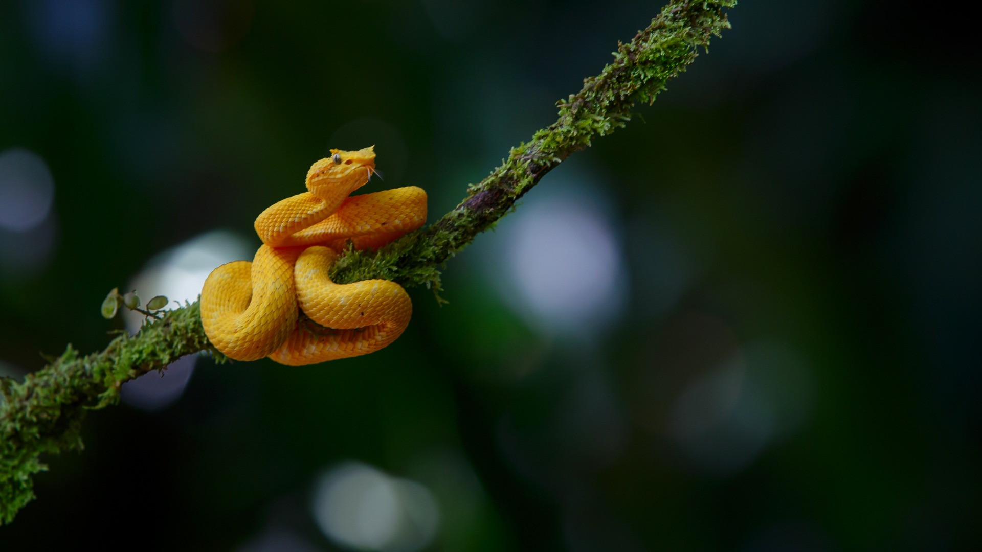 Level 2C Introduction to Venomous Snakes in Captivity - Jacksonville ...