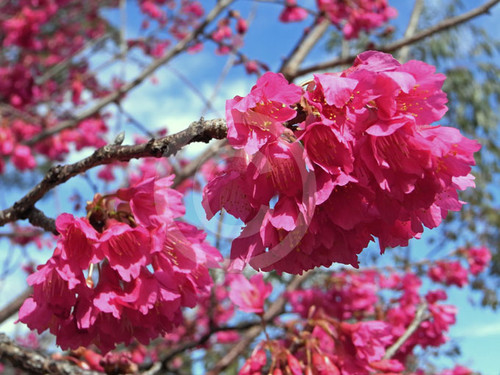 Prunus campanulata - Formosan Cherry | gsnursery