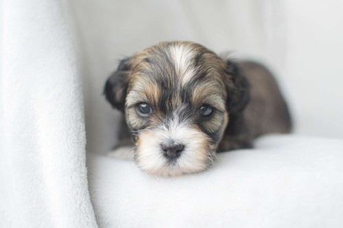 Female 3 (Rolly Polly) | Teddy Bear Cockapoos