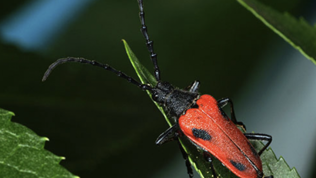 DNA Barcoding of Federally Threatened Valley Elderberry Longhorn Beetle