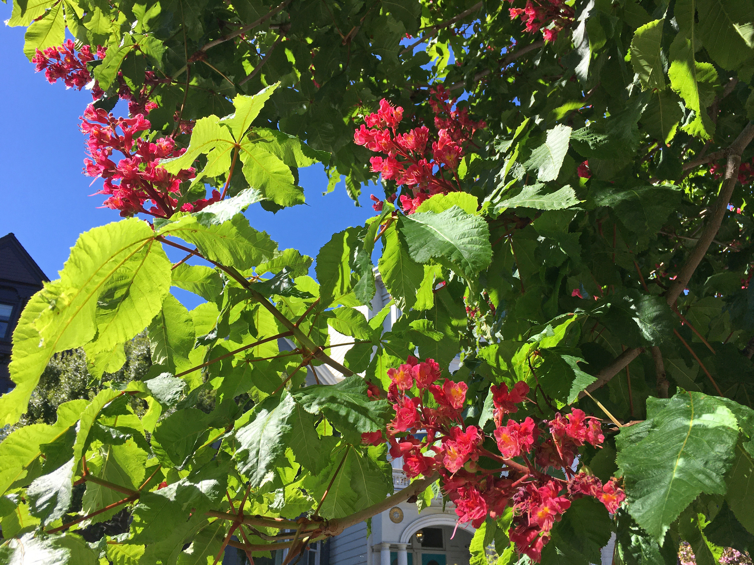 Urban Tree Species Directory | FriendsOfUrbanForest