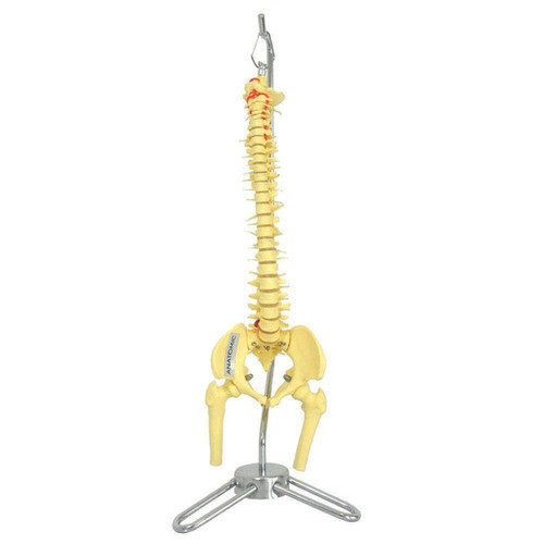 Modelo Coluna Pequena | Herbal