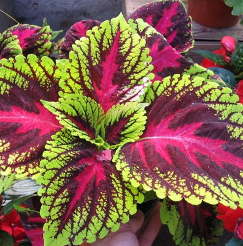 Coleus Leaf Veiners | Sugar Design