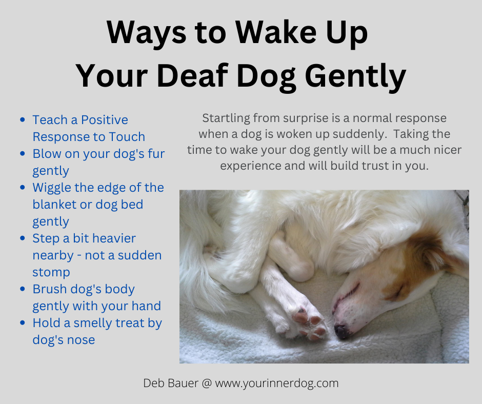 Waking Deaf Dogs Gently Without Startling