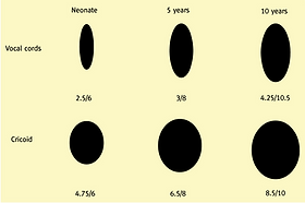 trachea diameter child