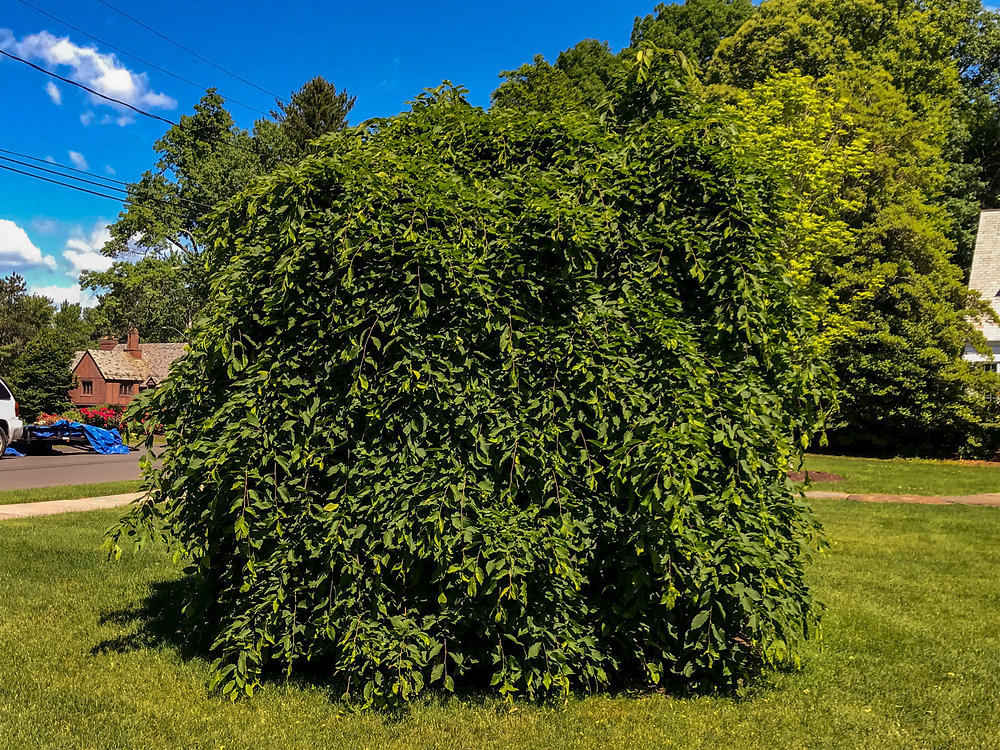 Weeping Beech Pruning: