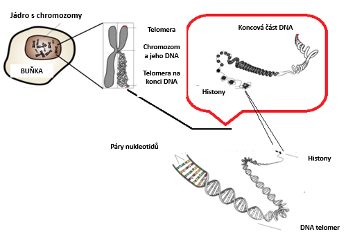 Telomery | Zpomalení stárnutí. ETALON CELL Praha