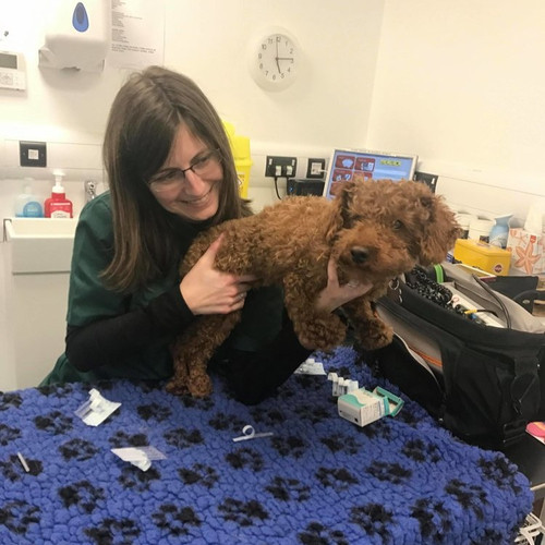 U.K vet assessment for a dog | Mysite