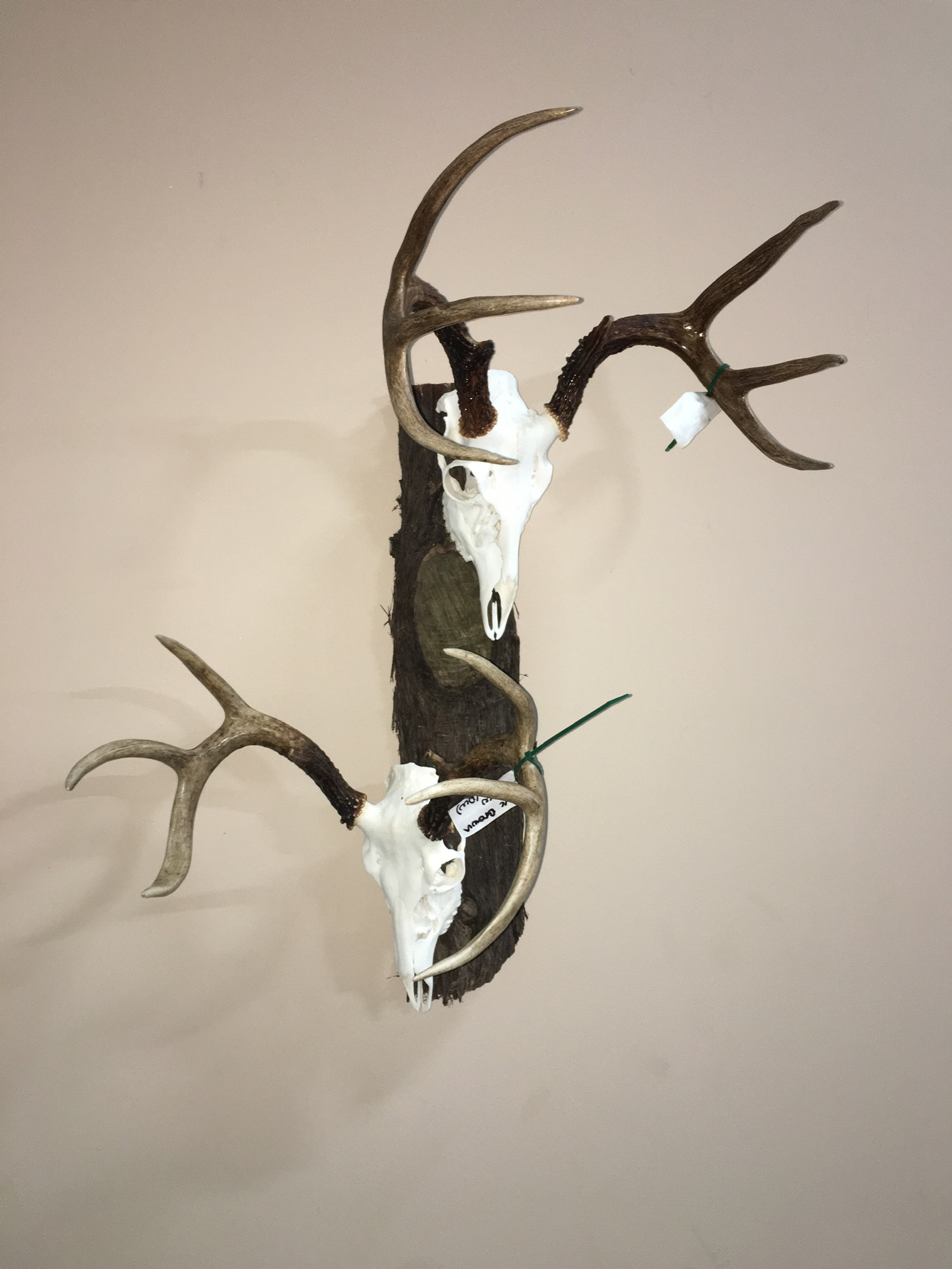 Europeans | Taxidermy Mounts