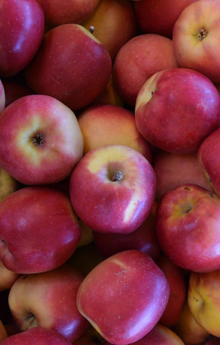 Pacific Rose Apples | johnsonscottage