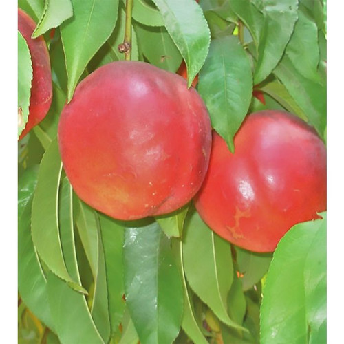 Fantasia Nectarines - February | johnsonscottage