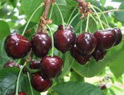 Santina Cherries - December | johnsonscottage