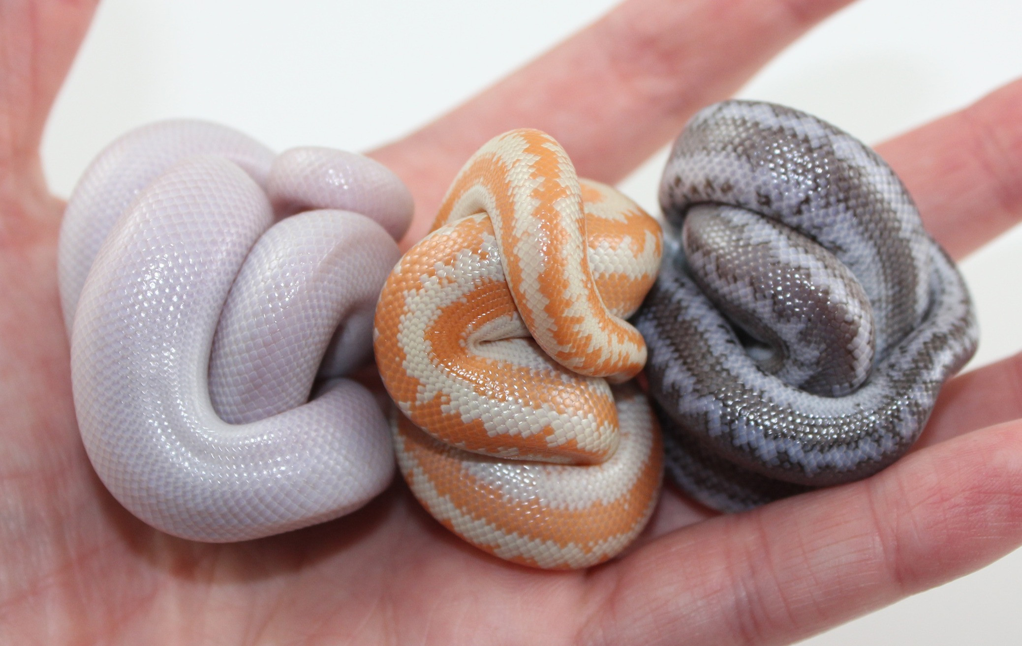 Albino Whitewater | Rosy Boa Morphs