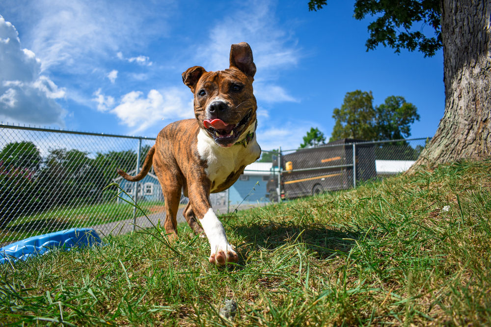 10 Ways To Volunteer at an Animal Shelter | CARE Jeff County