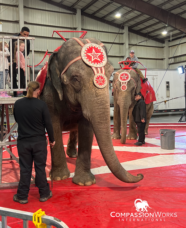 Circus Elephants Standing
