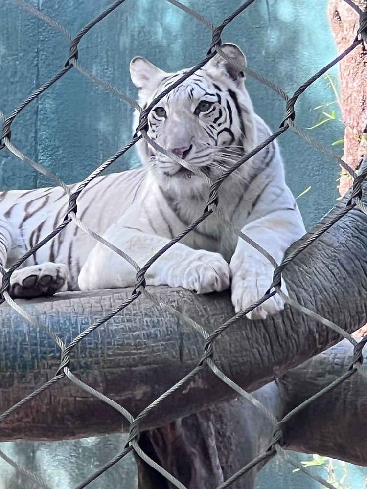 Act Now for Captive Wild & Exotic Animals!