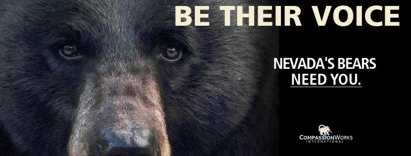 Nevada: Black Bears Need YOU!