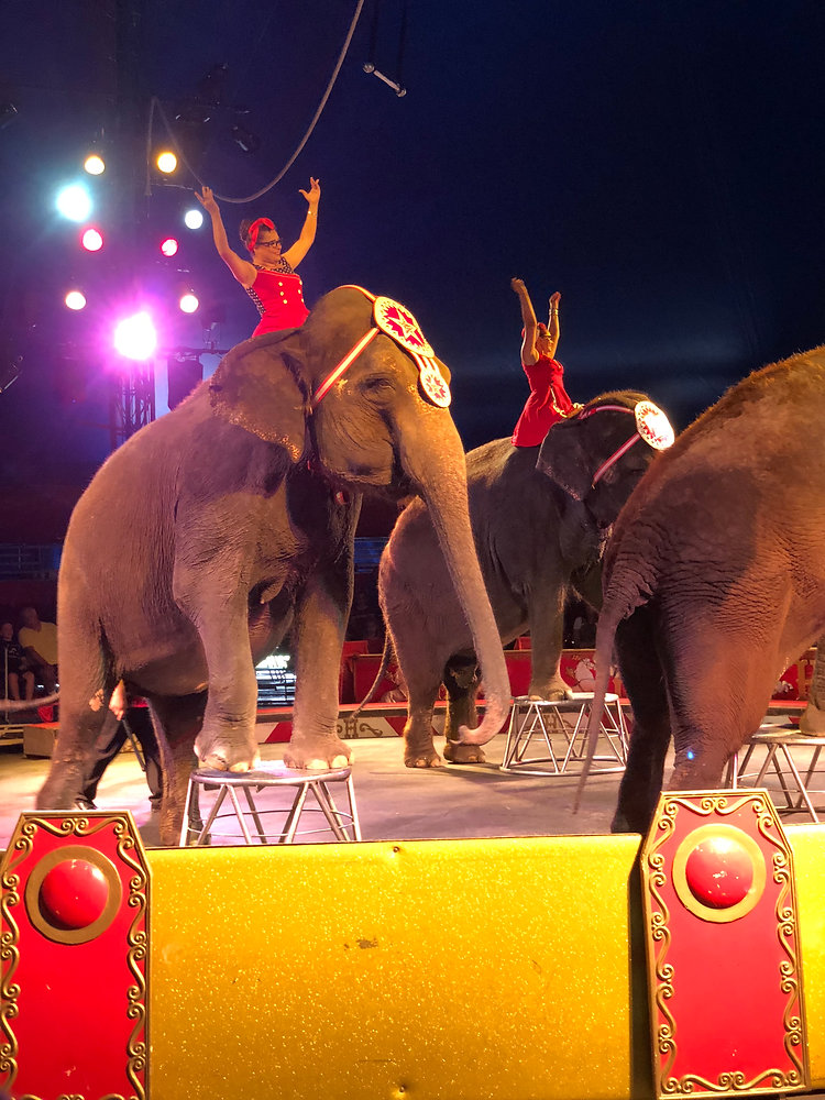 Circus World: A History of Exploitation and Abuse