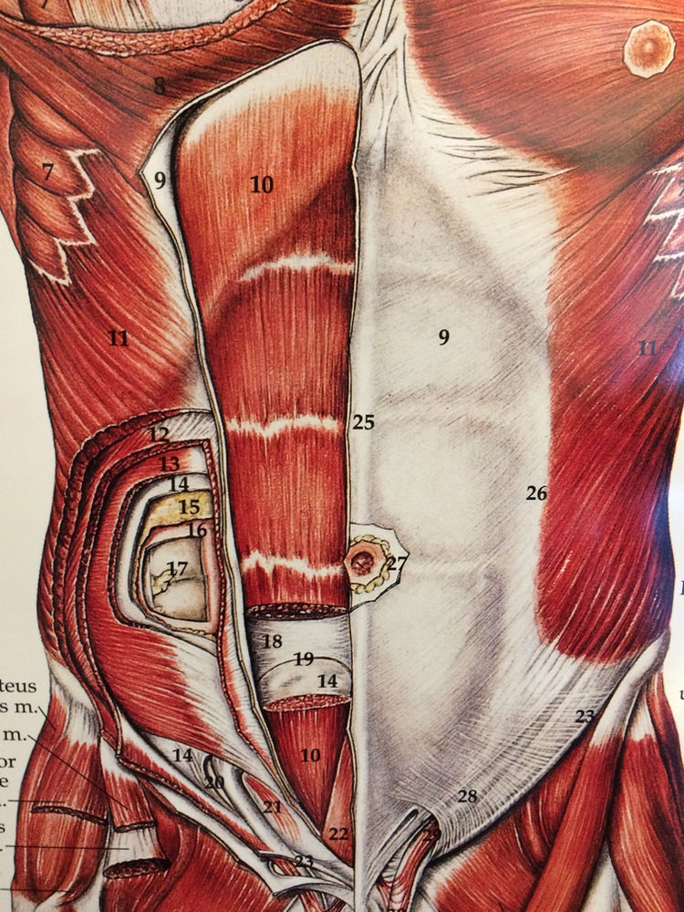 Understanding Diastasis Recti : Part 1