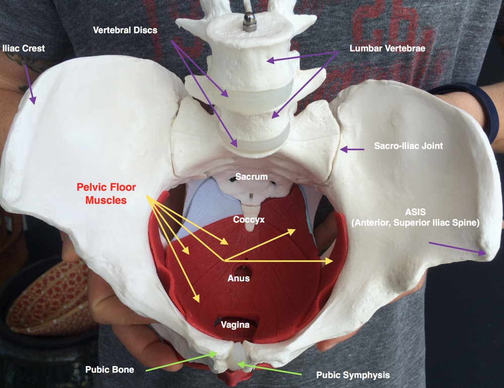 Pelvic Anatomy