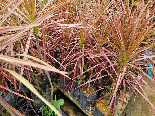 Dracaena Marginata Red Dragon Tree (In Poly Bag) House Home Plant ...