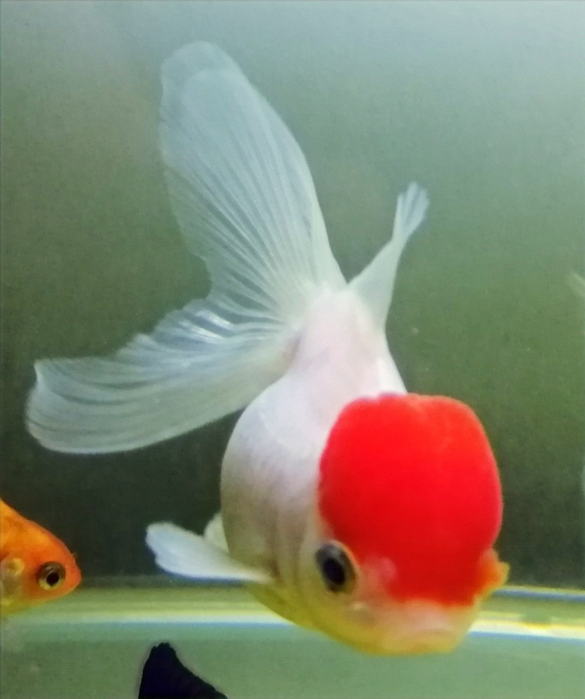 Red Cap Goldfish | Tro Aquarium