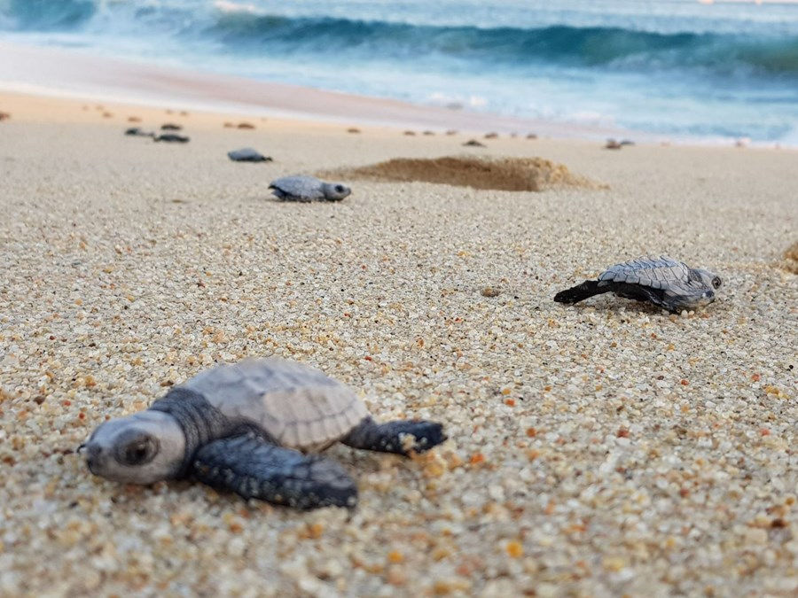 Vive la inigualable experiencia de la Liberación de Tortugas en estos 4 ...