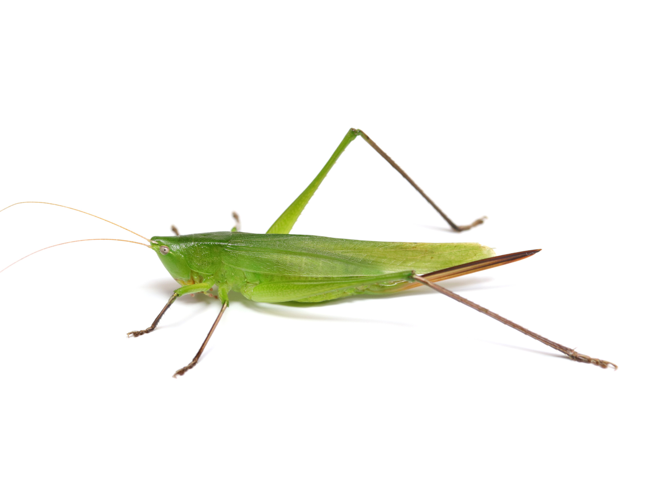 クサキリ｜バッタラボ