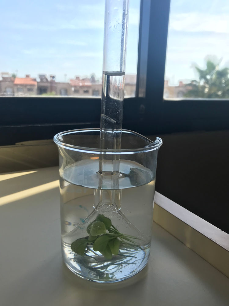 LA FOTOSÍNTESIS DE UNA PLANTA ACUÁTICA