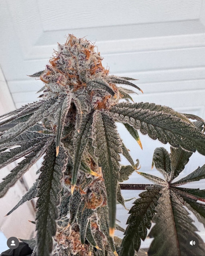 Strawberry Truffle S1 | Beegen's Beans