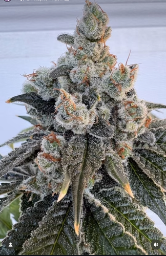 Hood Legend Og | Beegen's Beans