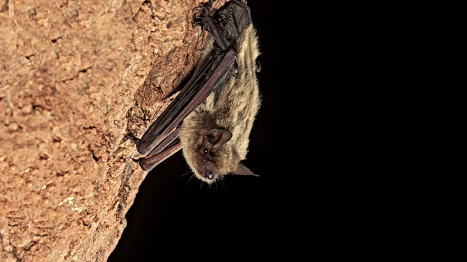 Cave Myotis