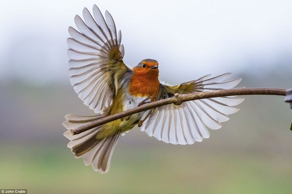 A Bird in the Atrium