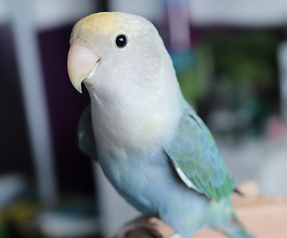About Us | Prince The Bird