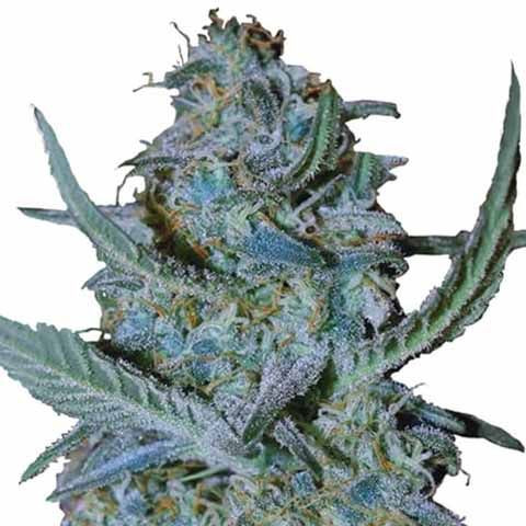 Blue Cheese Seeds | 420 Canna Townhouse Uptown