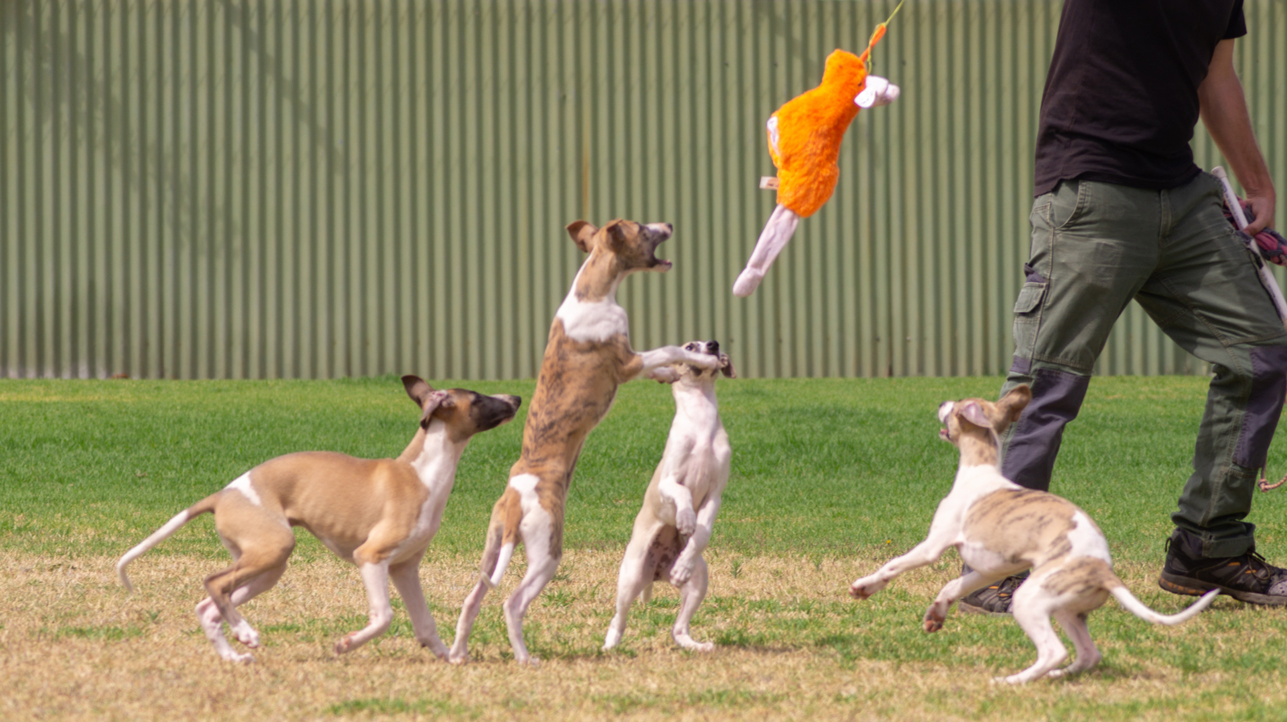 Why Temperament Matters in a Whippet Puppy