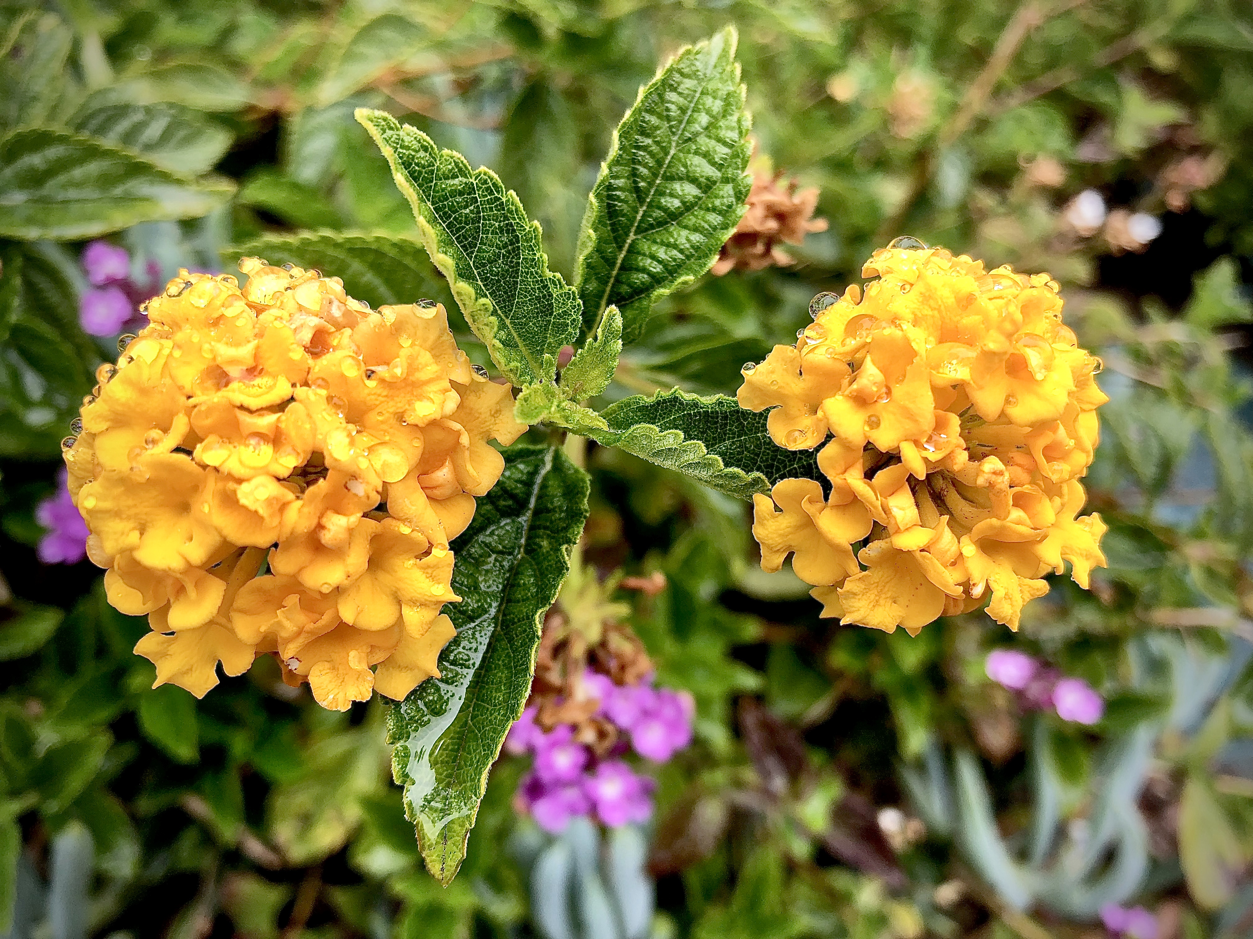 Rohini - Creative Storyteller in Los Angeles, CA