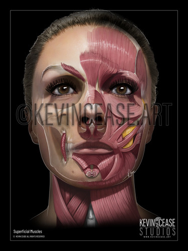 Superficial Muscles fine art black | KevinCeaseArt