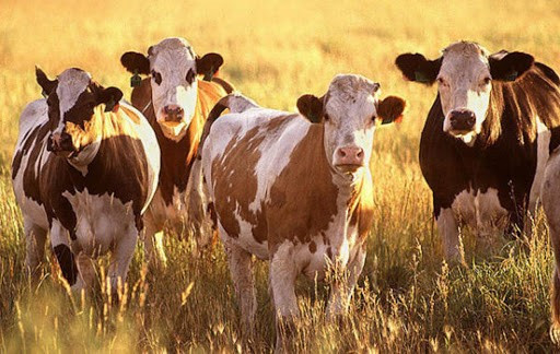 Aspectos prácticos de suplementación de bovinos en pastoreo