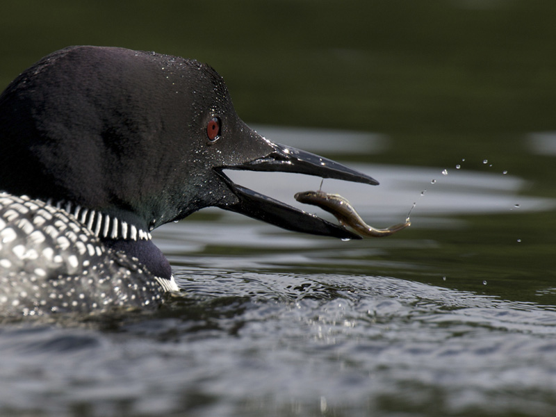 Gallery | Vosburgh's Custom Cabin Rentals | Ely, Minnesota