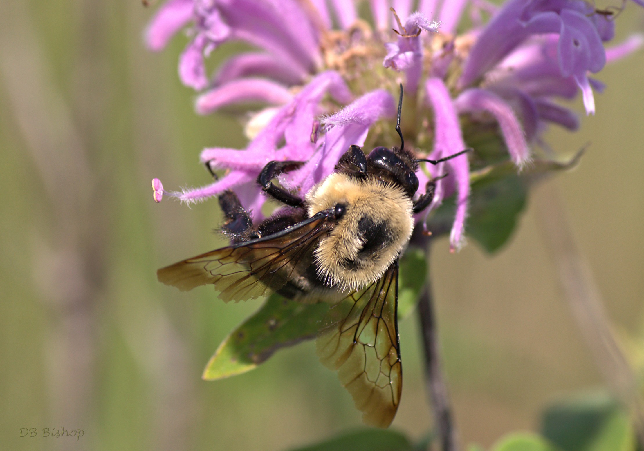 annual bee hunt! | longspur-3