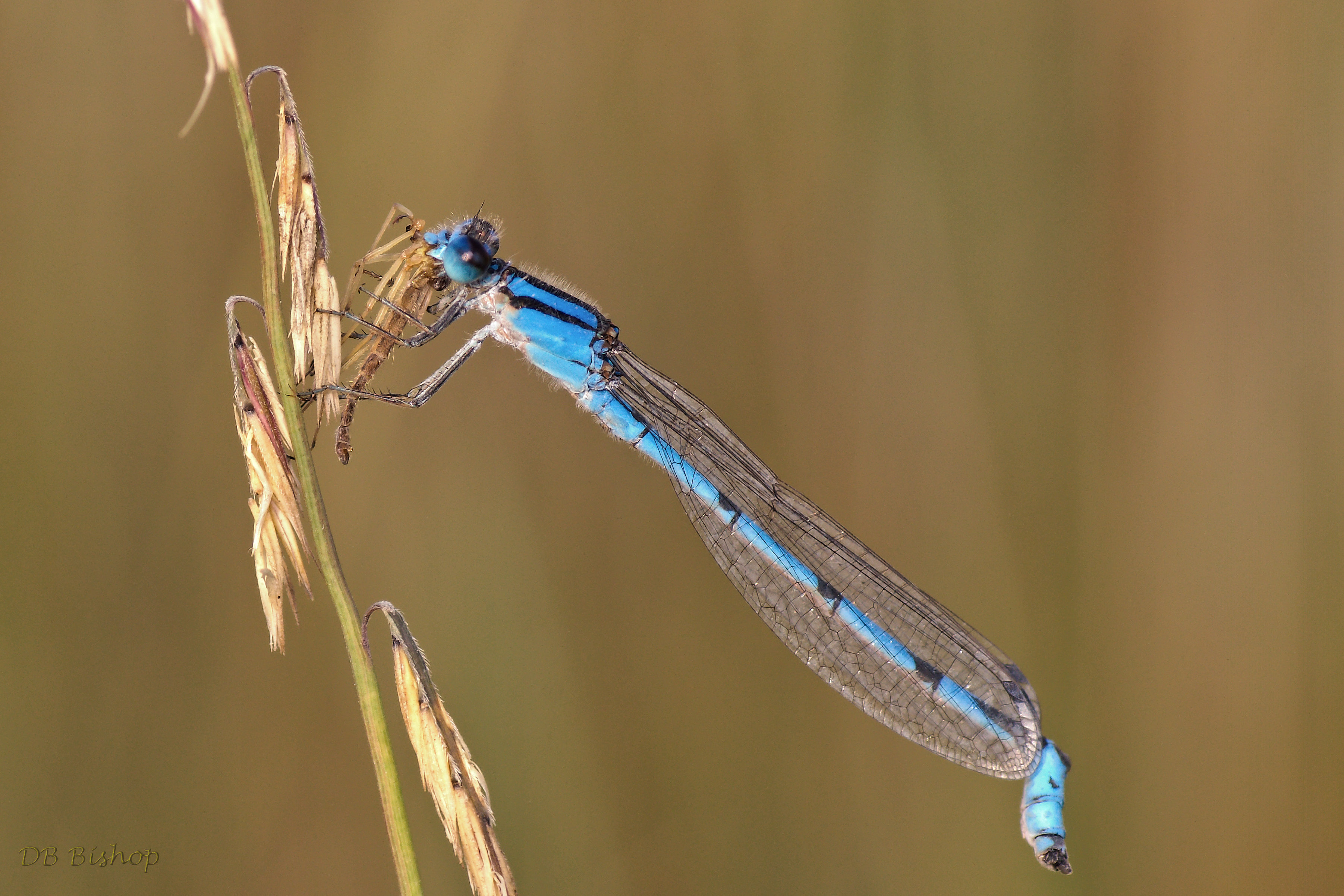 annual bee hunt! | longspur-3