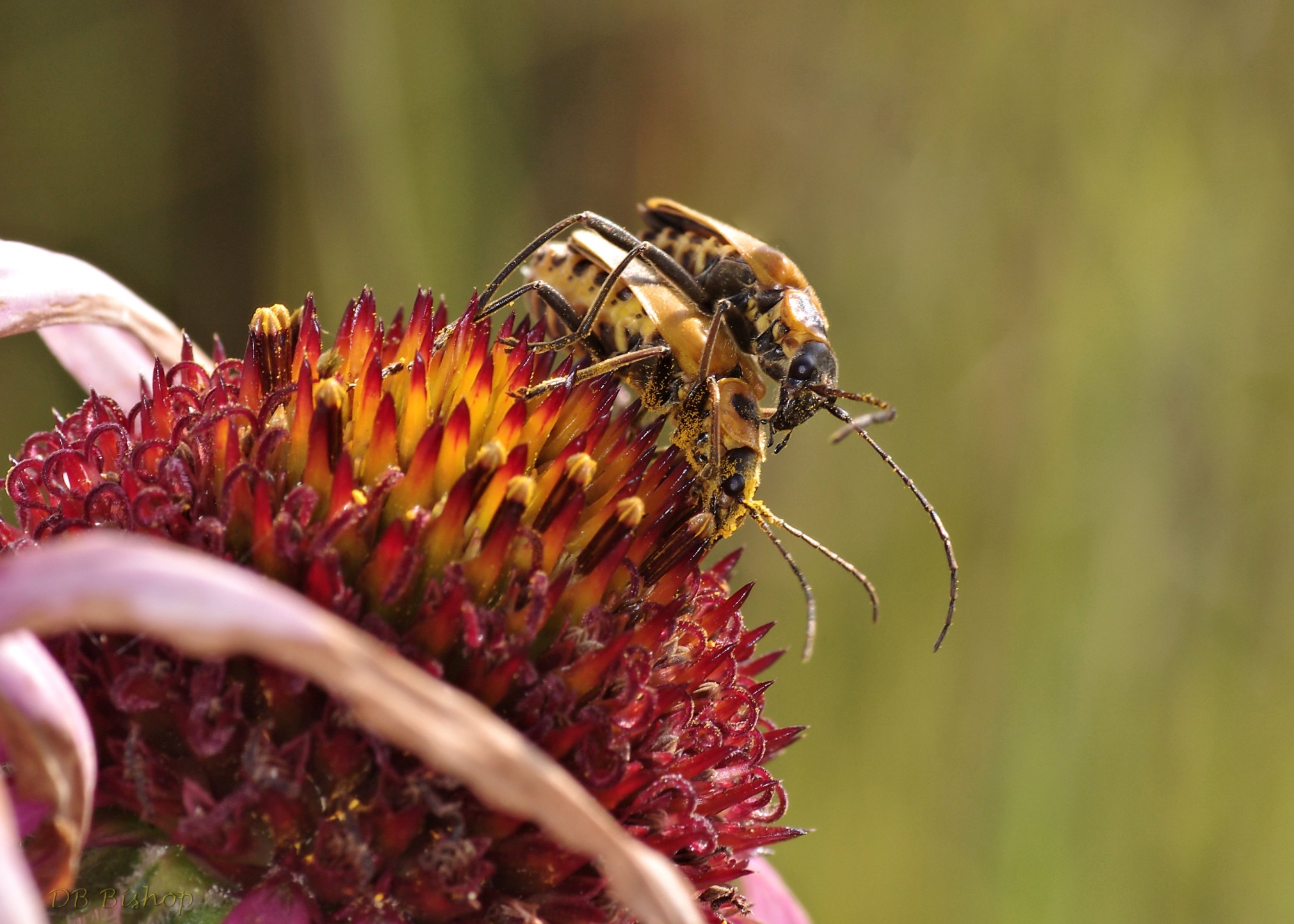 annual bee hunt! | longspur-3