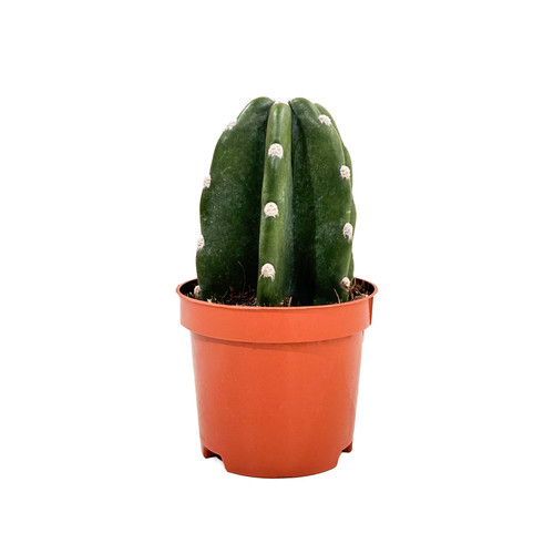 [G] Pole Cactus | MUJI Philippines